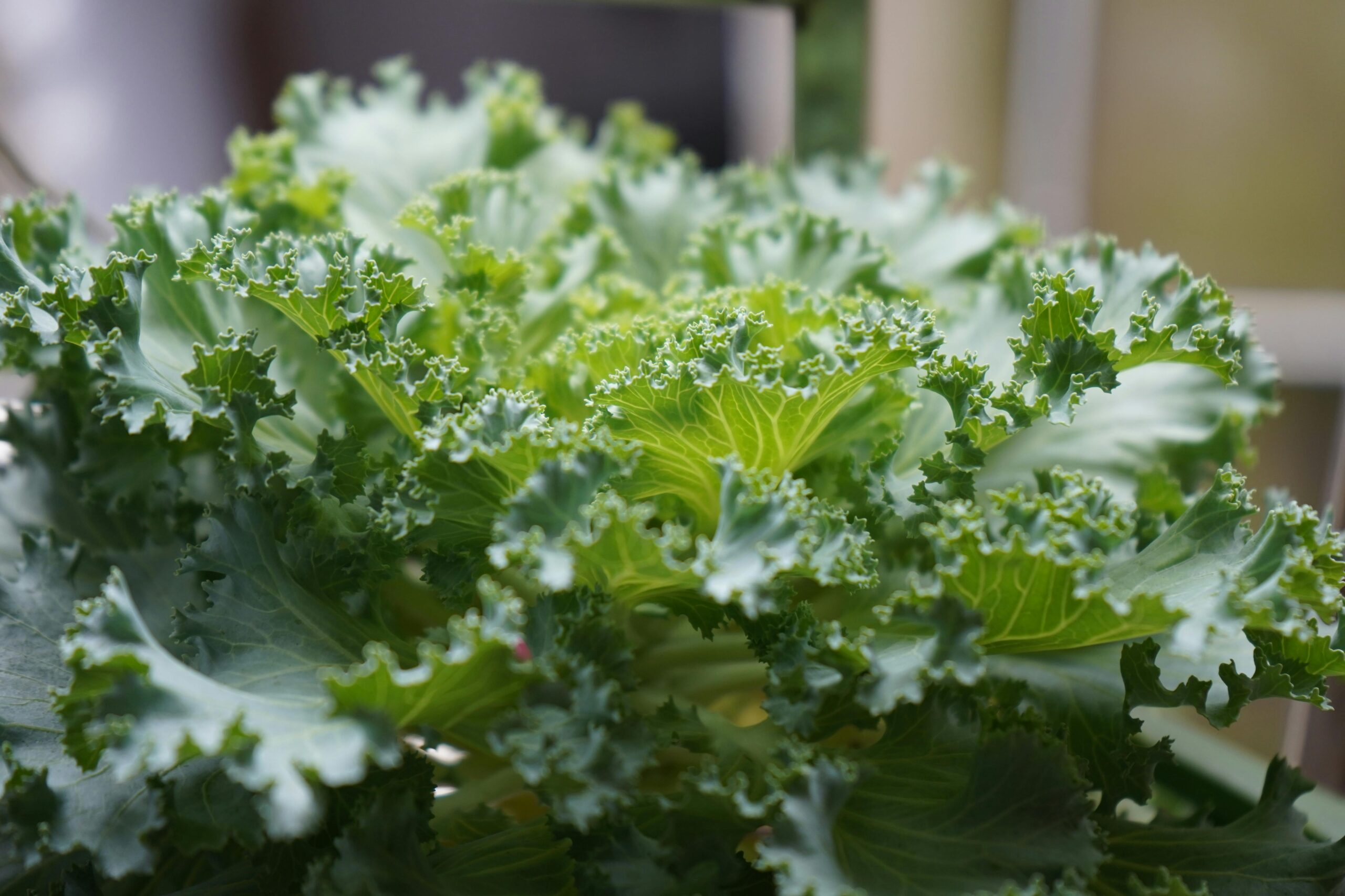 Dijuluki Ratu Sayur! Ini 8 Manfaat Kale untuk Kesehatan dan Diet Alami ...